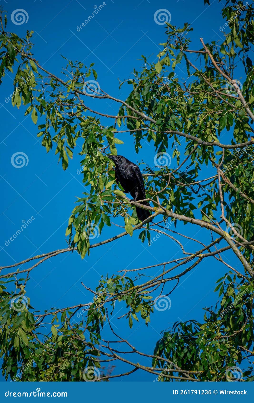 Vertical Shot of a Raven on a Tree Branch with a Blue Sky Background ...