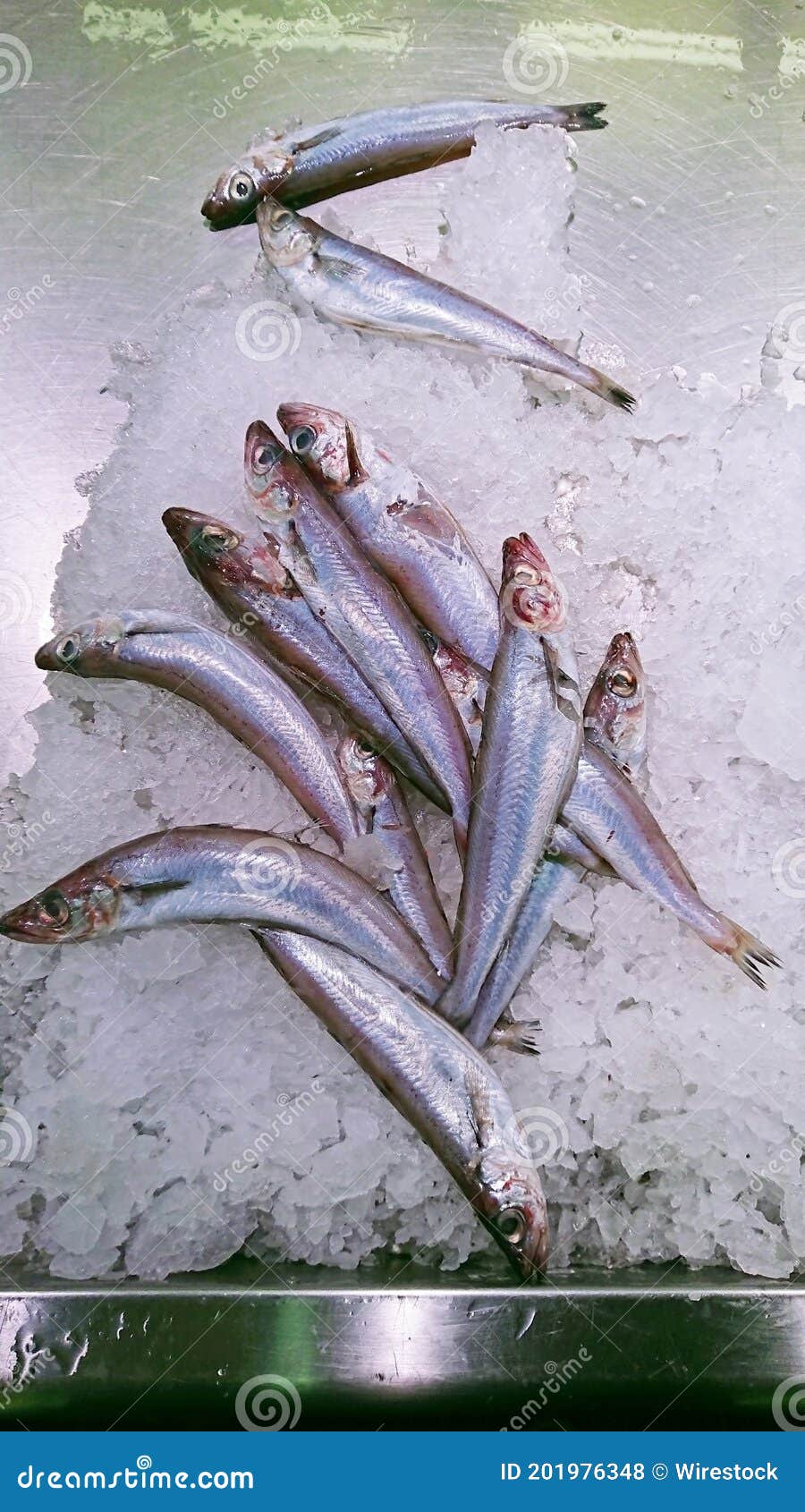 Vertical Shot of Raw Blue Whiting Fish on Ice in a Container Stock ...