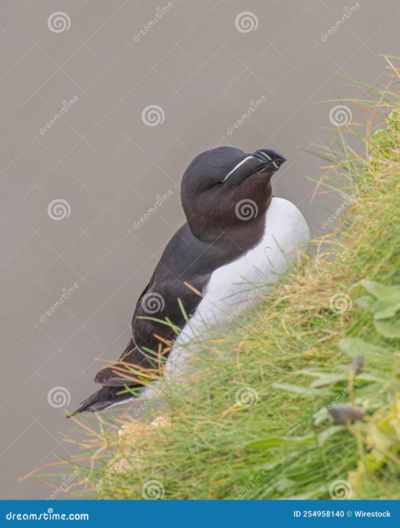 Vertical Shot of a Razorbill Bird Settled in the Grass Stock Photo ...