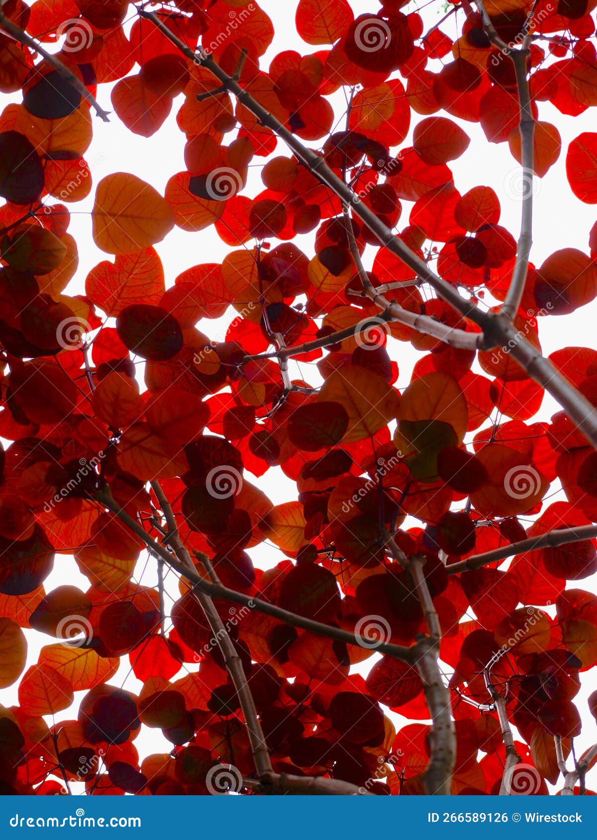 Vertical Shot of Red Aspen Leaves on a Tree. Stock Photo - Image of ...