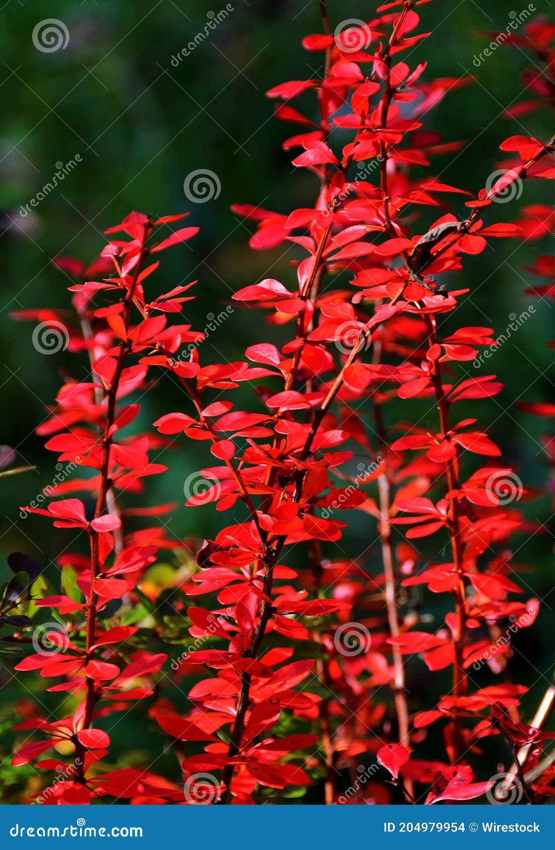 Vertical Shot of Red Barberry Leaves on Branches Stock Photo - Image of ...