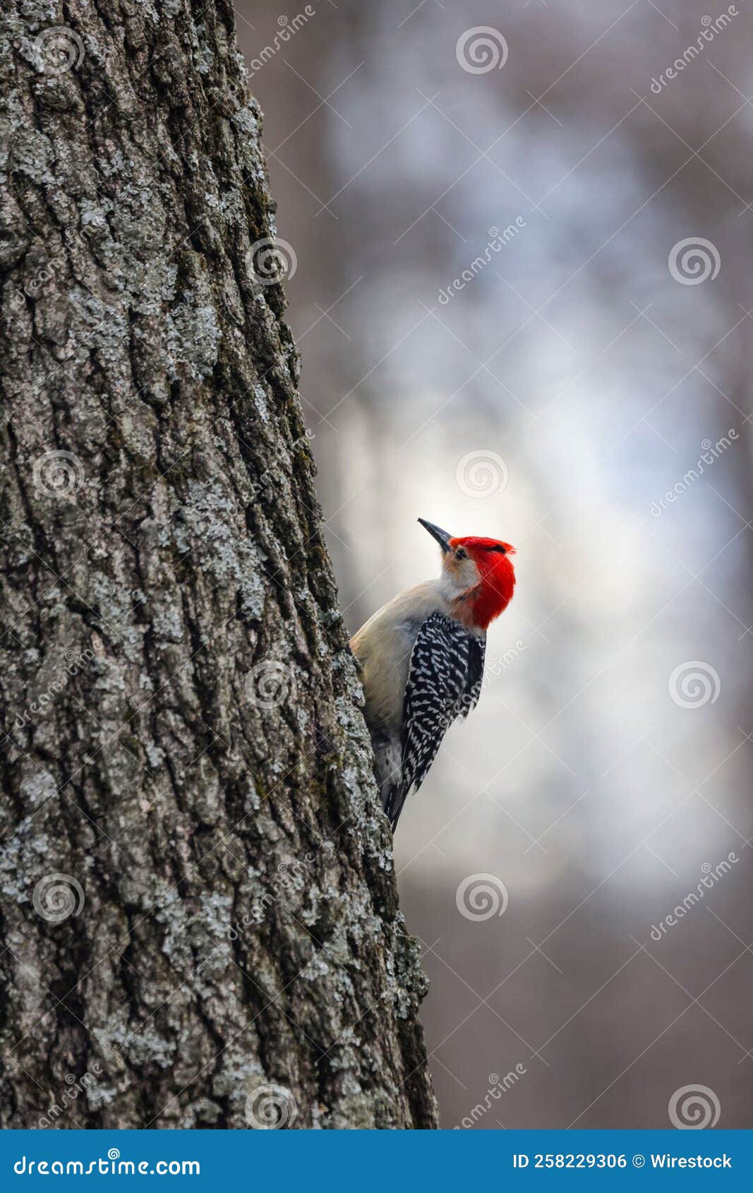 Vertical Shot of a Red-bellied Woodpecker Standing on the Trunk of a ...