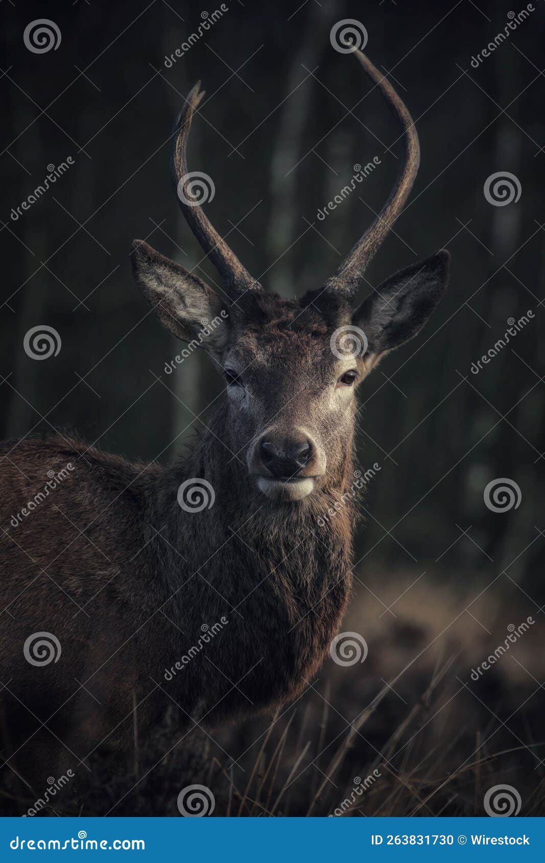 Vertical Shot of a Red Deer in the Beautiful Forest Stock Photo - Image ...