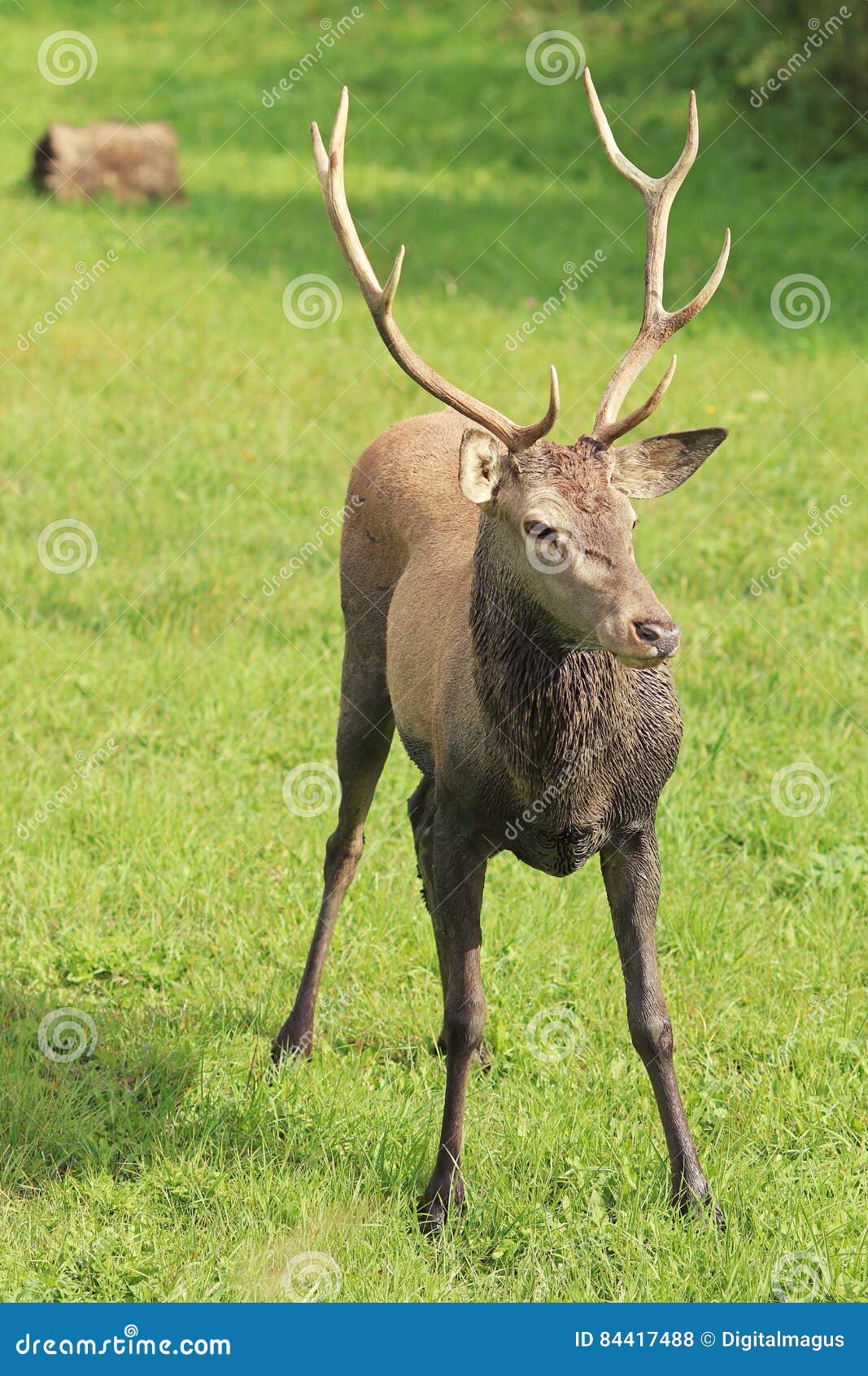Vertical shot of red deer stock photo. Image of poland - 84417488