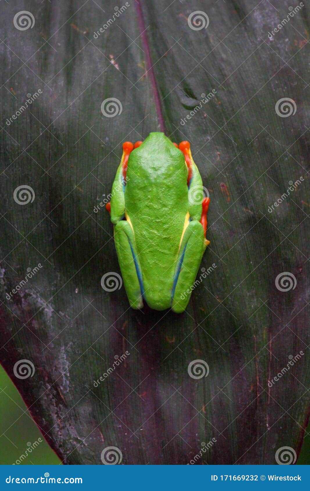 Vertical Shot of a Red-eyed Tree Frog Comfortably Sitting on a Broad ...