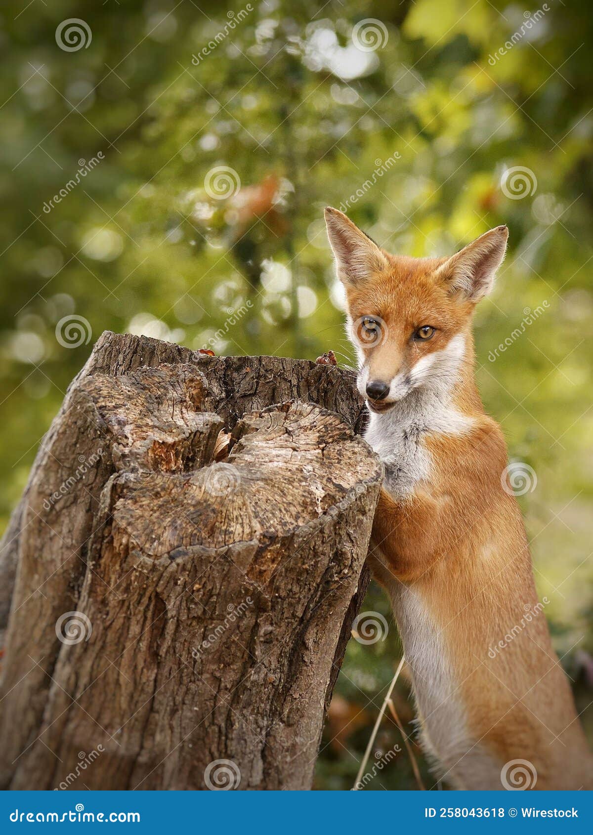 Vertical Shot of a Red Fox Leaning on a Tree Stump in a Forest Stock ...