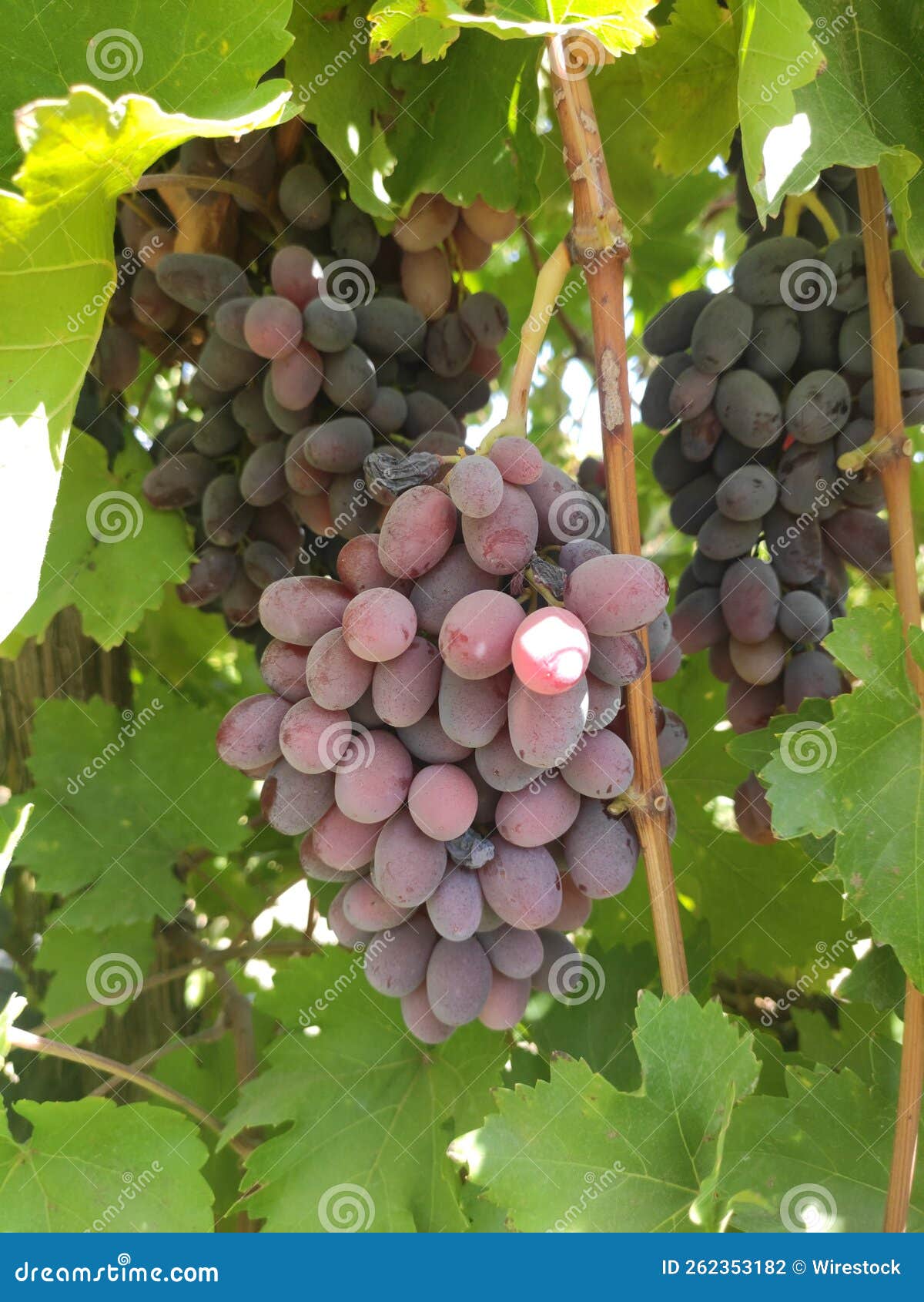Vertical Shot of Red Grapes Growing in the Vineyard Stock Photo - Image ...