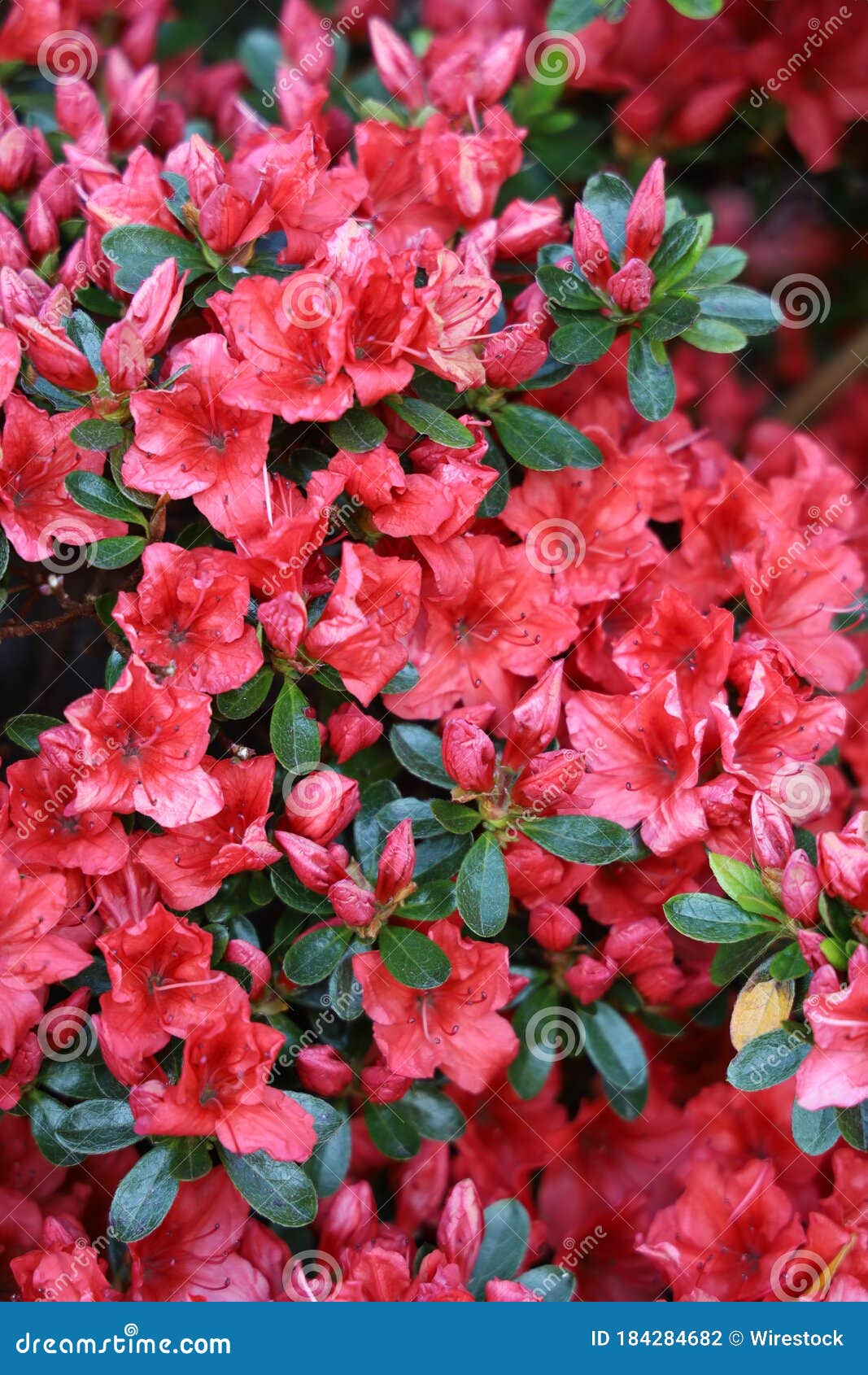 Vertical Shot of Red Rhododendron Flowers Stock Photo - Image of light ...