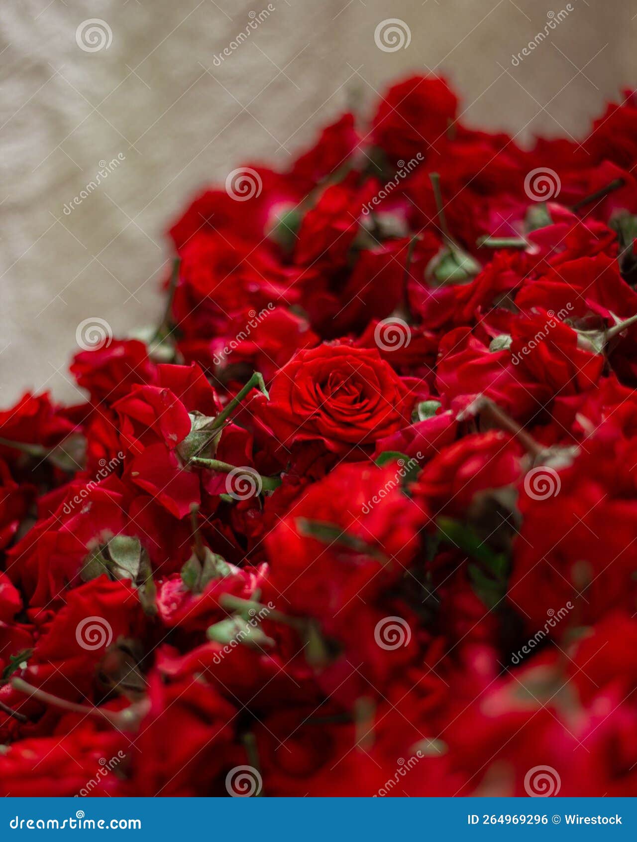 Vertical Shot of Red Rose Buds Stock Photo - Image of vertical, petals ...