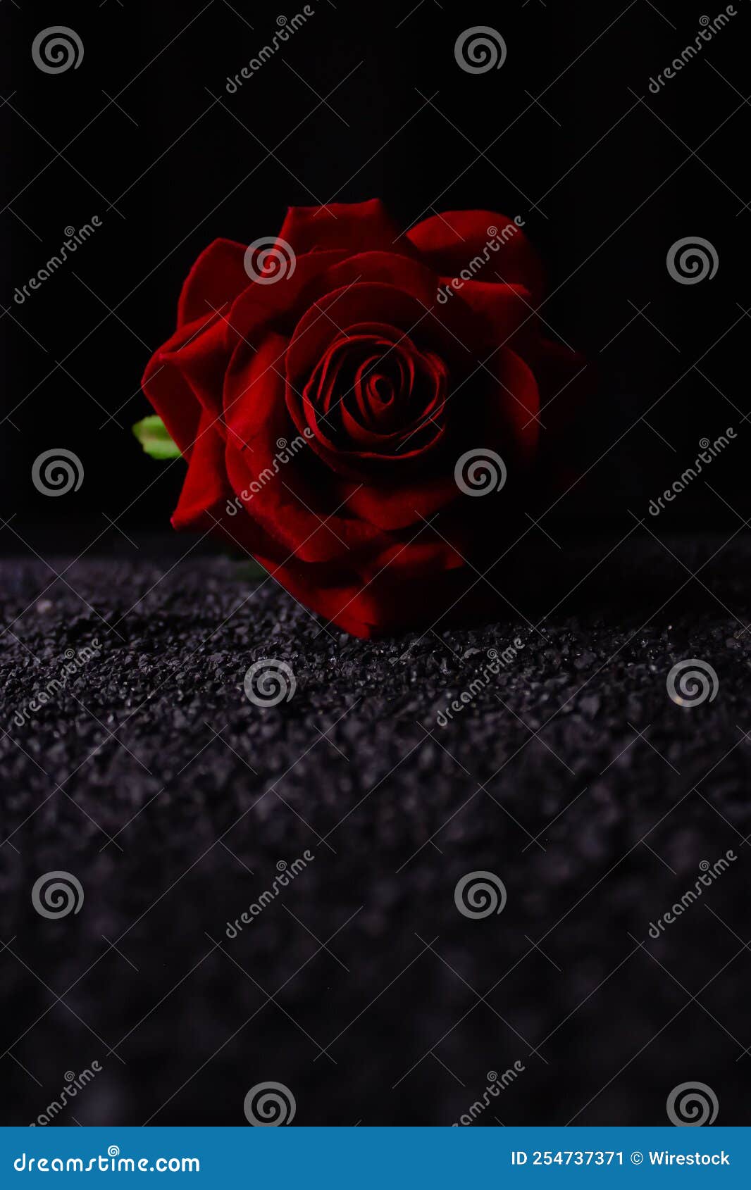 Vertical Shot of Red Rose on Ground Stock Image - Image of nature ...