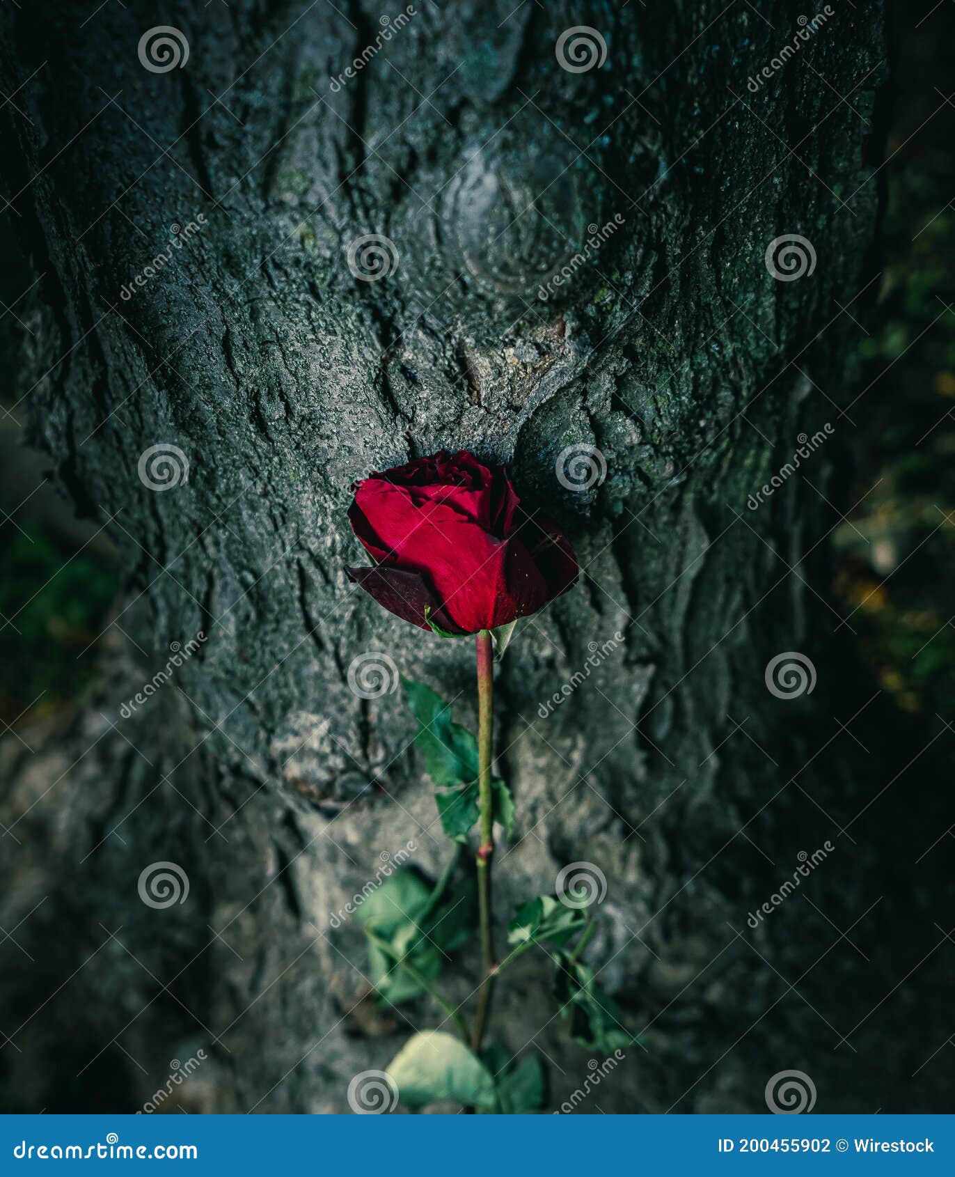 Vertical Shot of the Red Rose Leaned on the Tree - Great for Wallpapers ...