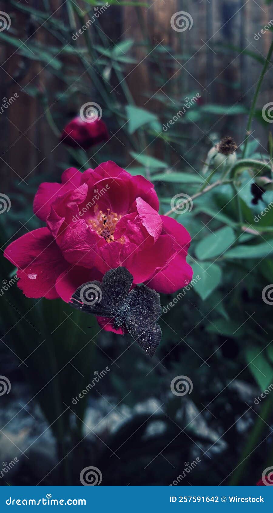 Vertical Shot of a Red Rose in a Rainforest of Peruvian Amazonia Stock ...
