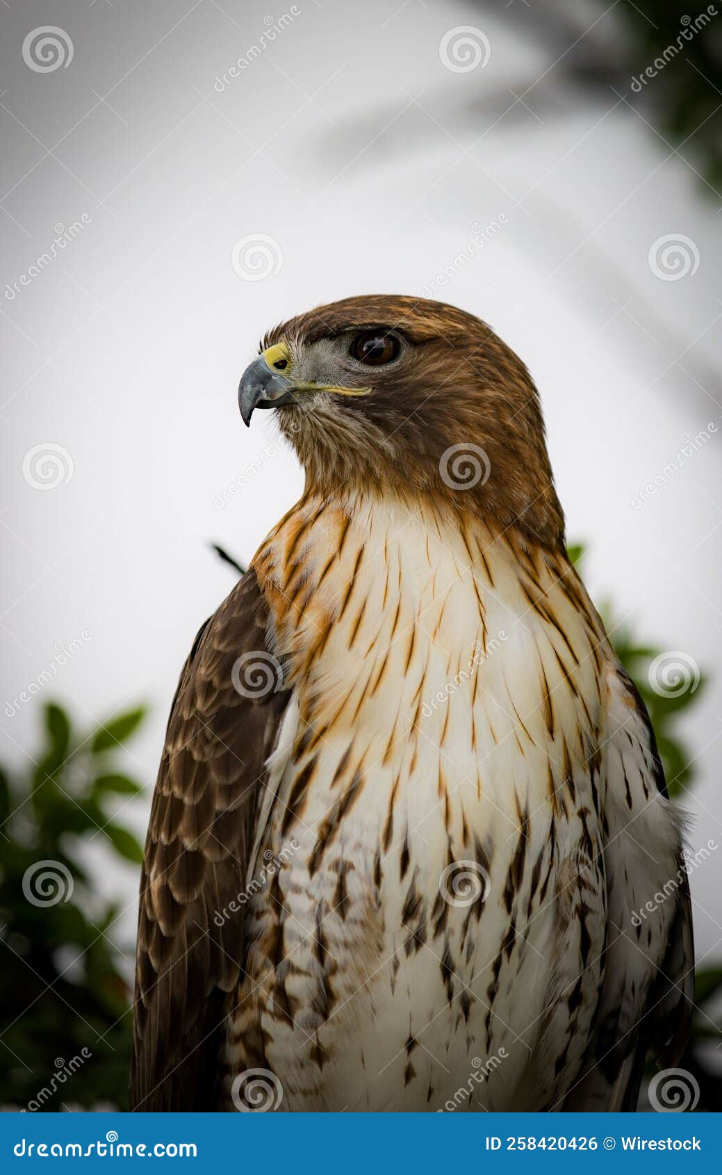 Vertical Shot of a Red-tailed Hawk Looking Around in the Wilderness ...