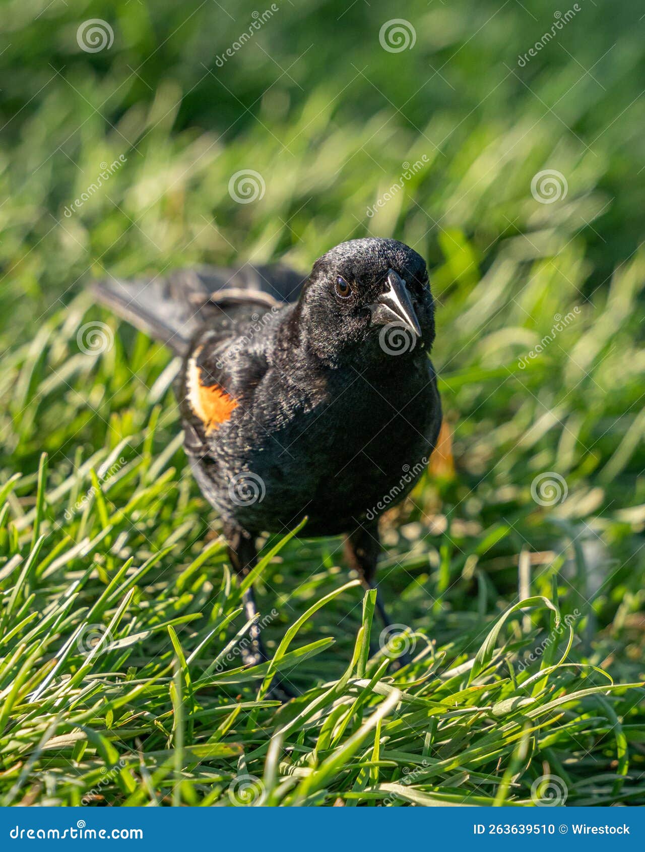 Vertical Shot of Red-winged Blackbird on the Grass Stock Photo - Image ...