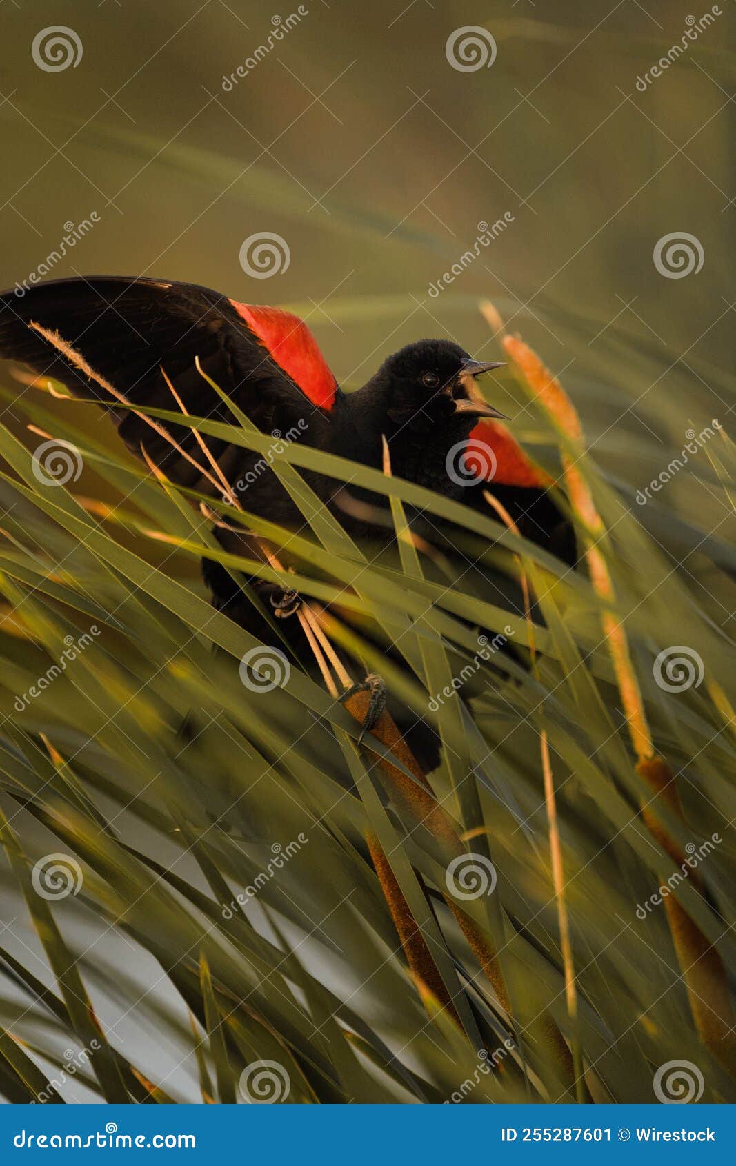 Vertical Shot of a Red-winged Blackbird Taking Off from a Field Stock ...