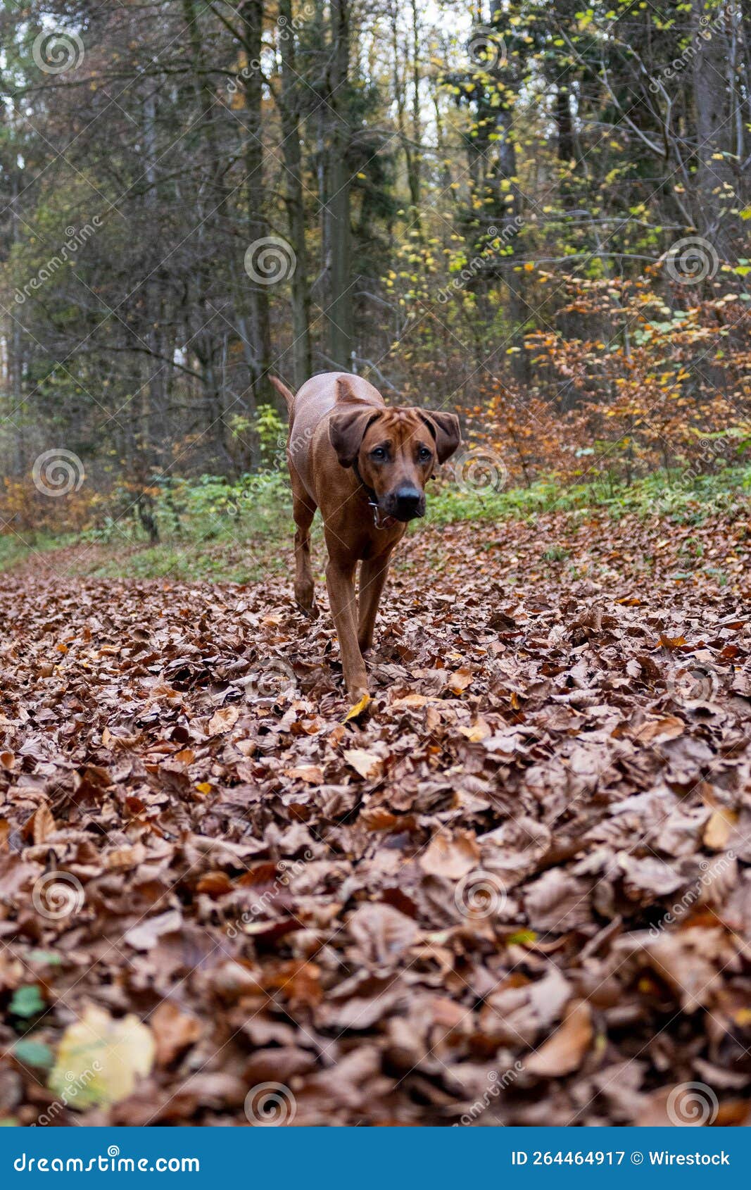Vertical Shot of a Rhodesian Ridgeback Walking on Foliage Stock Image ...
