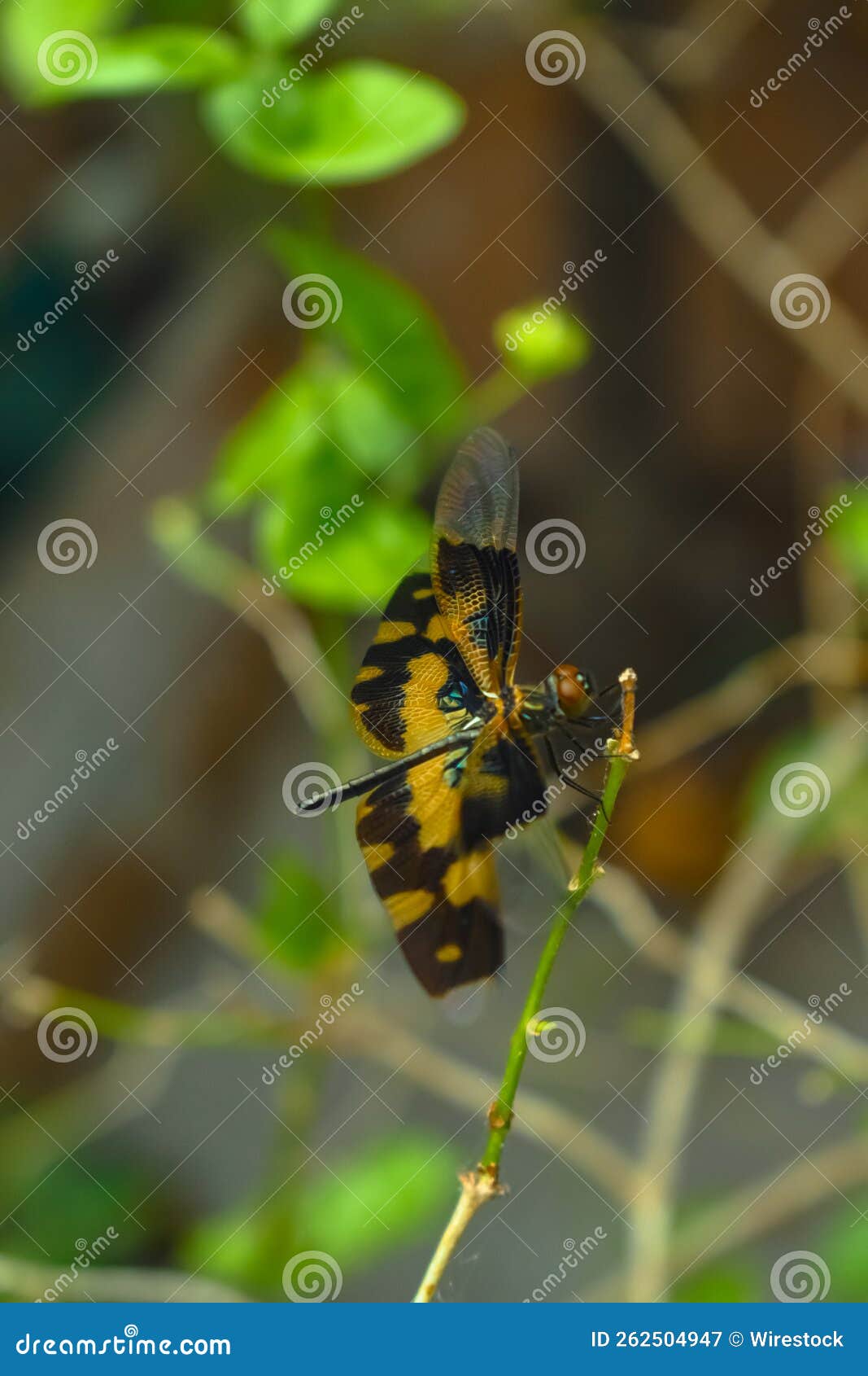 Vertical Shot of a Rhyothemis Variegata, Variegated Flutterer Stock ...
