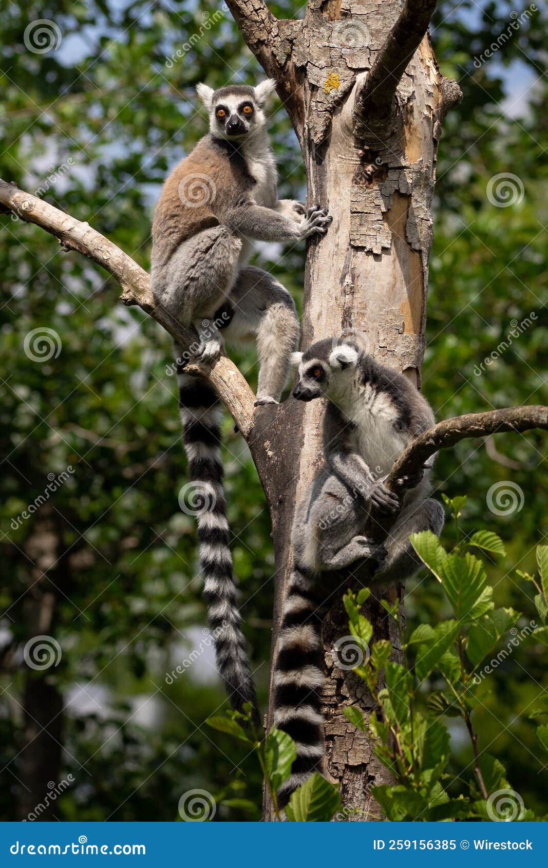 Vertical Shot of Ring-tailed Lemurs Perching on Tree Stock Image ...
