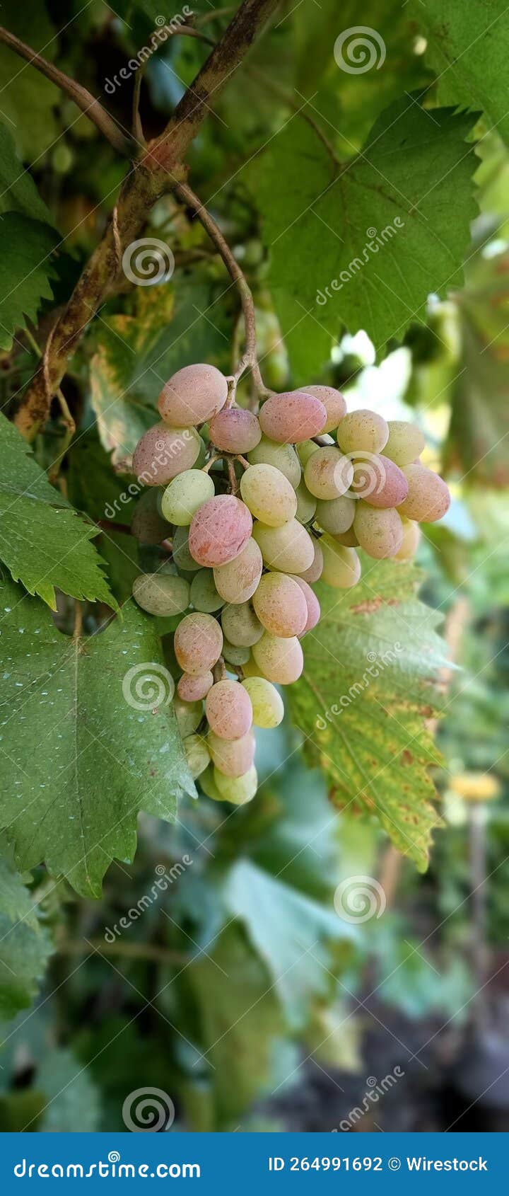 Vertical Shot of Ripe Grapes on Vines Stock Photo - Image of vineyard ...