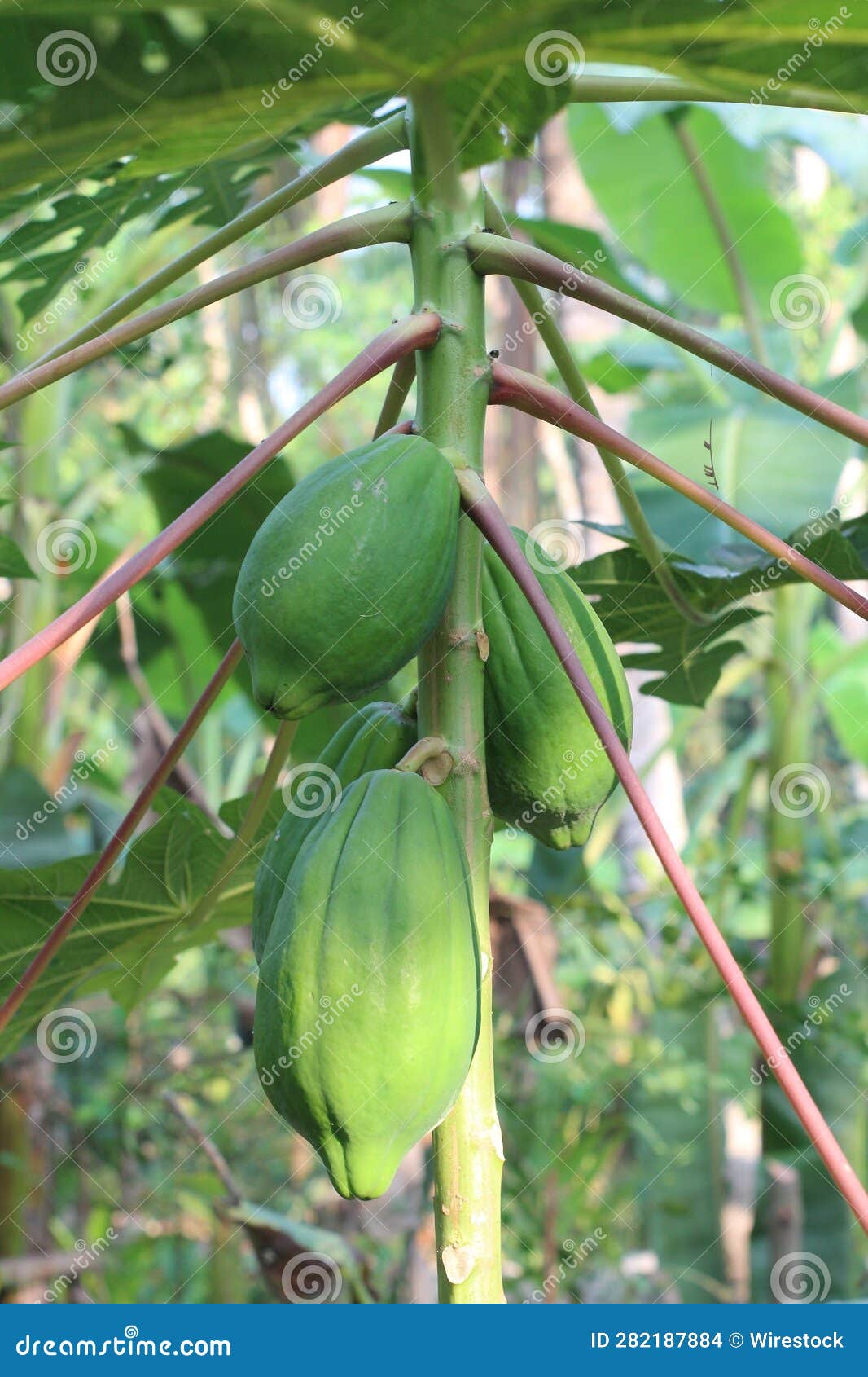 Vertical Shot of Ripe Green Papayas Growing on a Tree Stock Photo ...