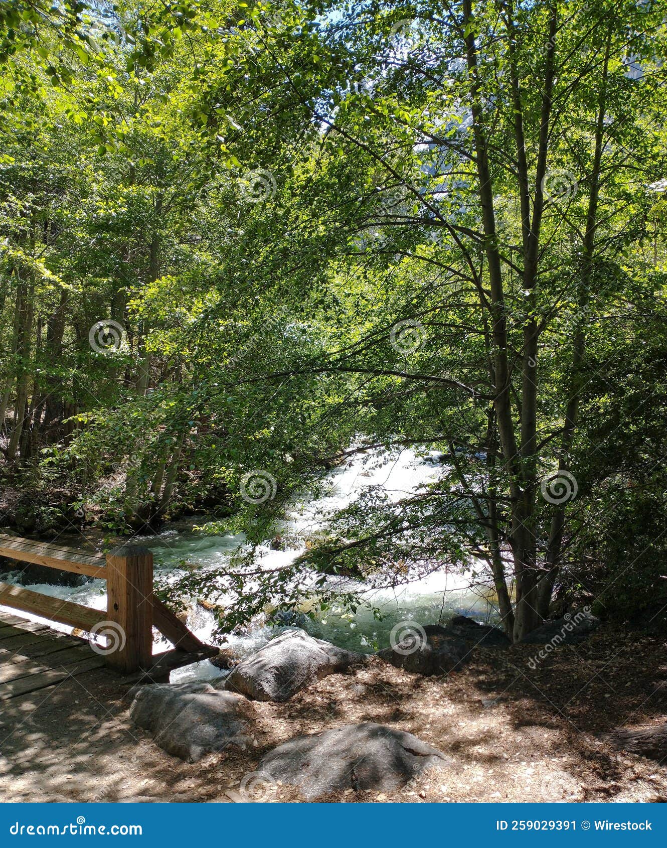 Vertical Shot of River Flowing through Forest Stock Image - Image of ...