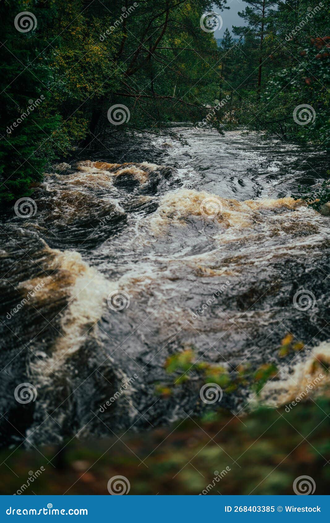 Vertical Shot of a River Flowing between Trees Stock Image - Image of ...