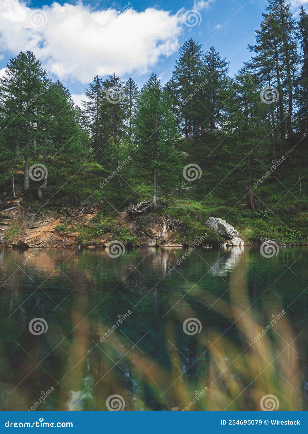 Vertical Shot of a River with a Forest on the Side Stock Image - Image ...