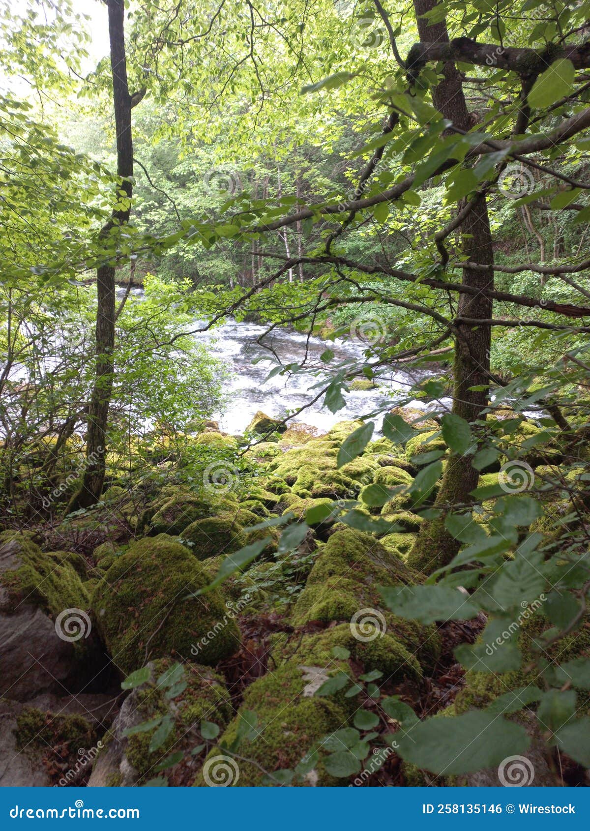 Vertical Shot of of a River Stream in a Forest Surrounded by Trees and ...