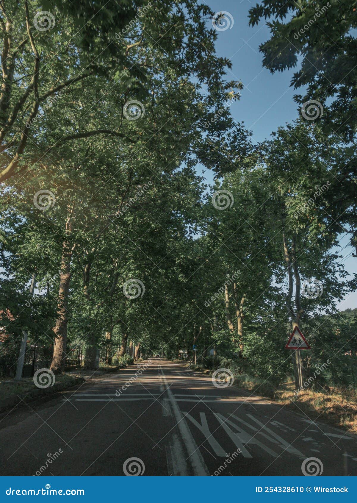 Vertical Shot of a Road Alongside Green Trees Stock Photo - Image of ...