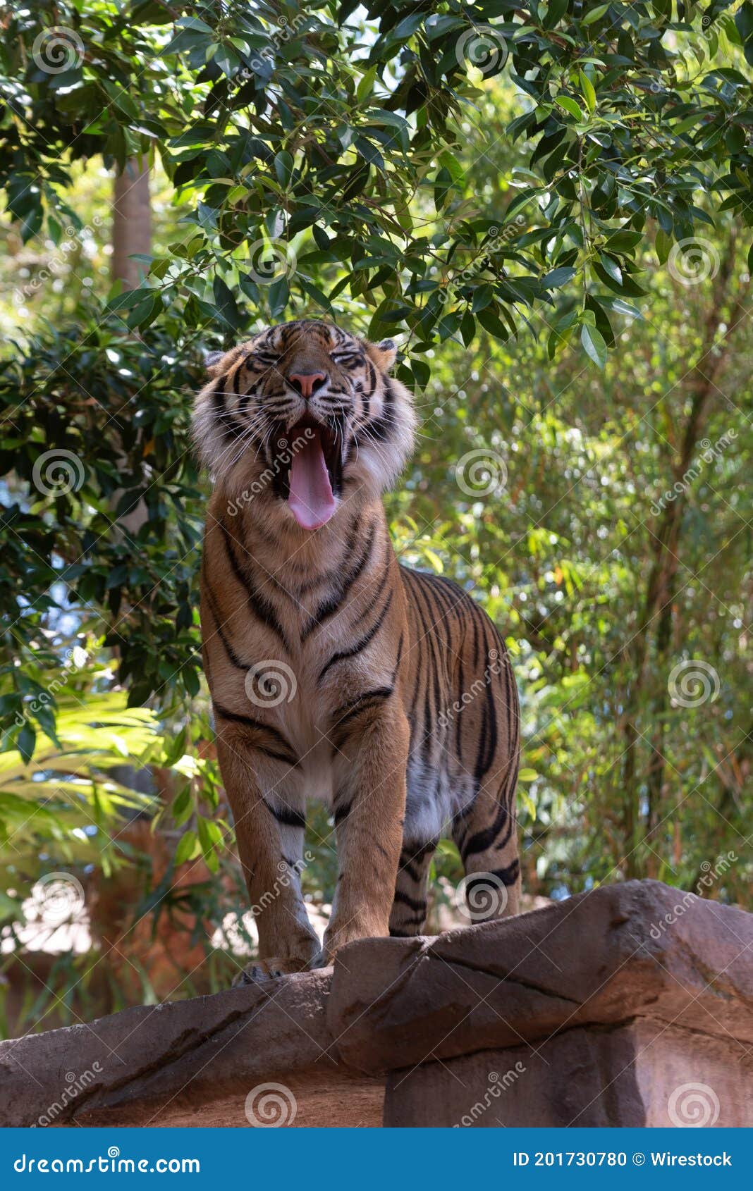 Vertical Shot of a Roaring Tiger Stock Photo - Image of safari, mammal ...
