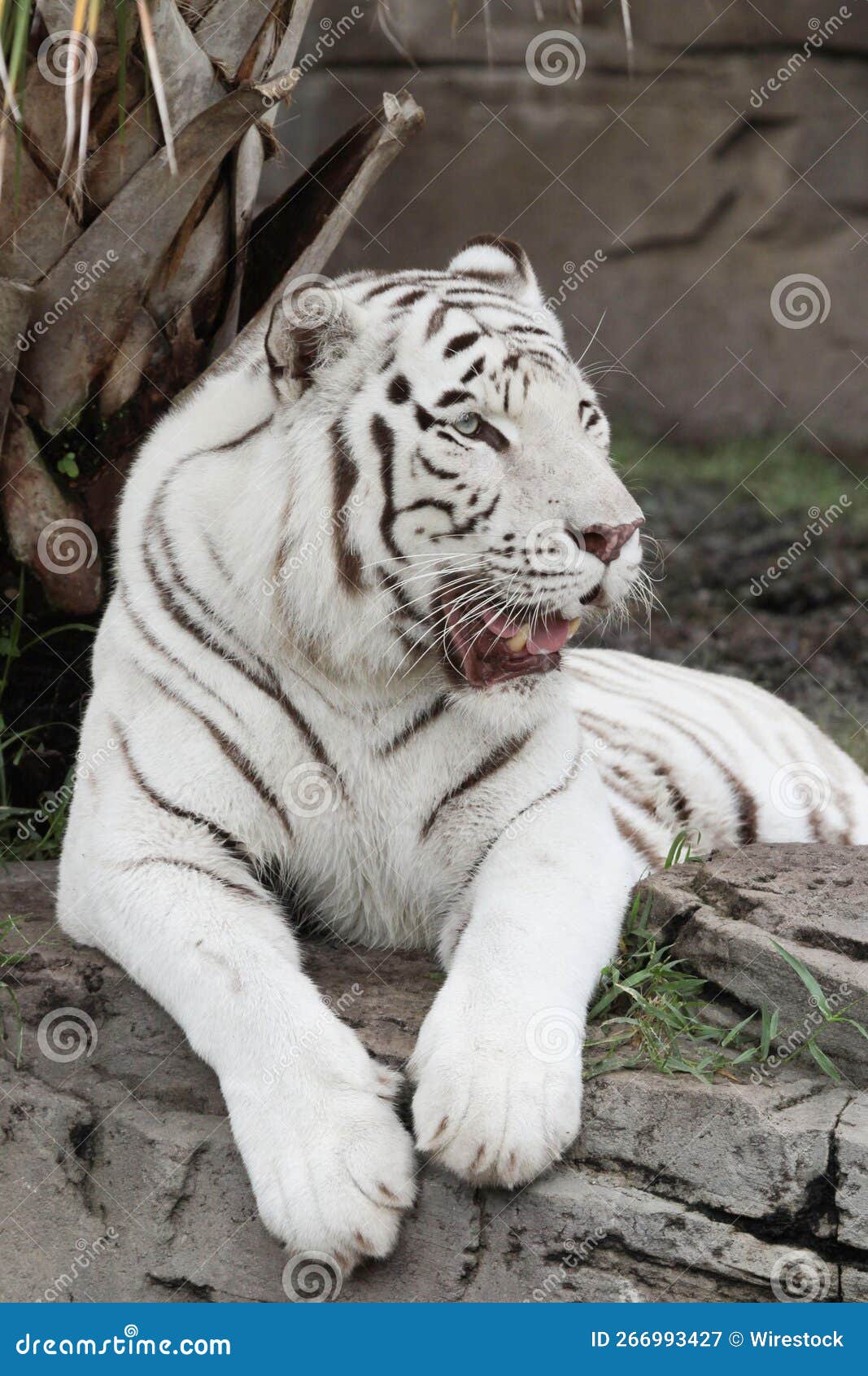 Vertical Shot of a Roaring White Tiger. Stock Image - Image of animal ...