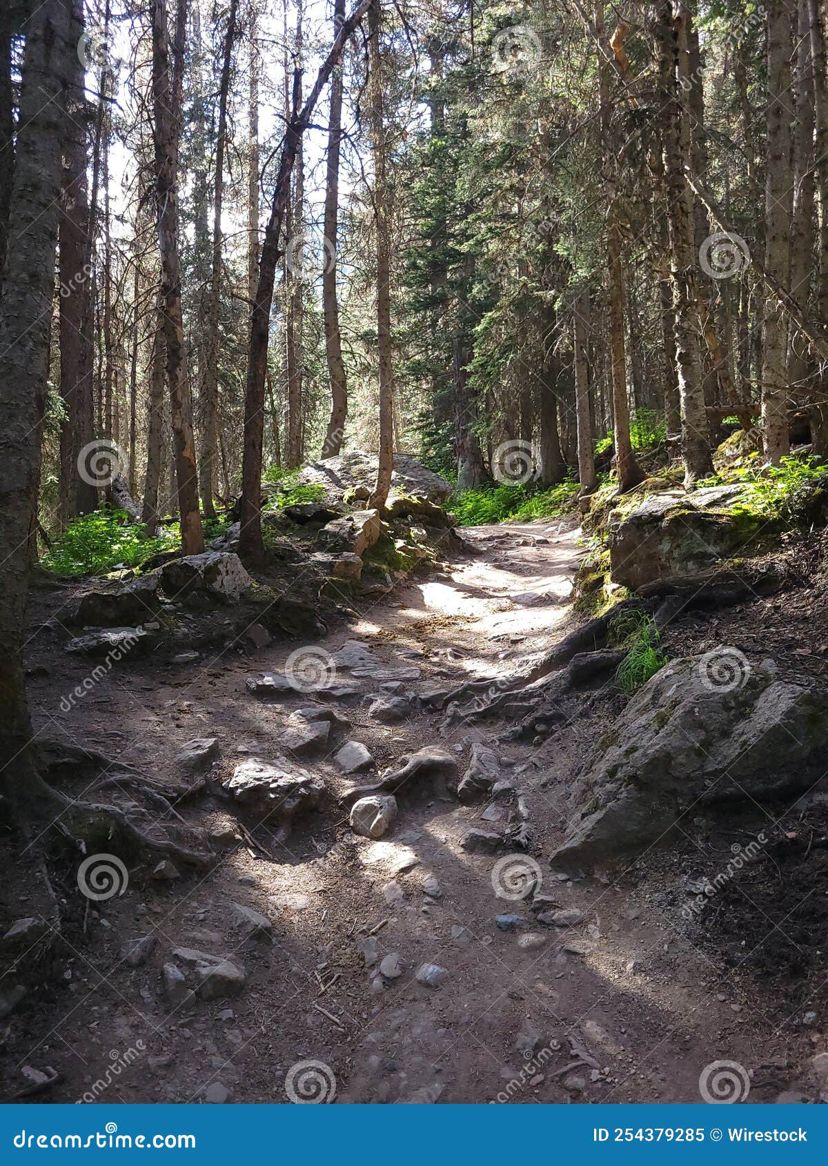 Vertical Shot of a Rocky, Narrow Hiking Path in a Forest Stock Image ...