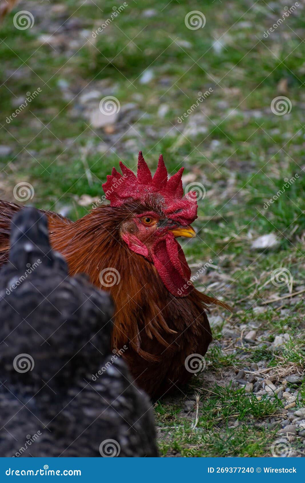 Vertical Shot of a Rooster Sitting on the Grass Stock Photo - Image of ...