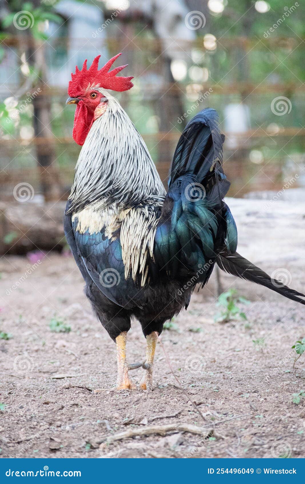 Vertical Shot of Rooster Standing and Looking Side Stock Image - Image ...