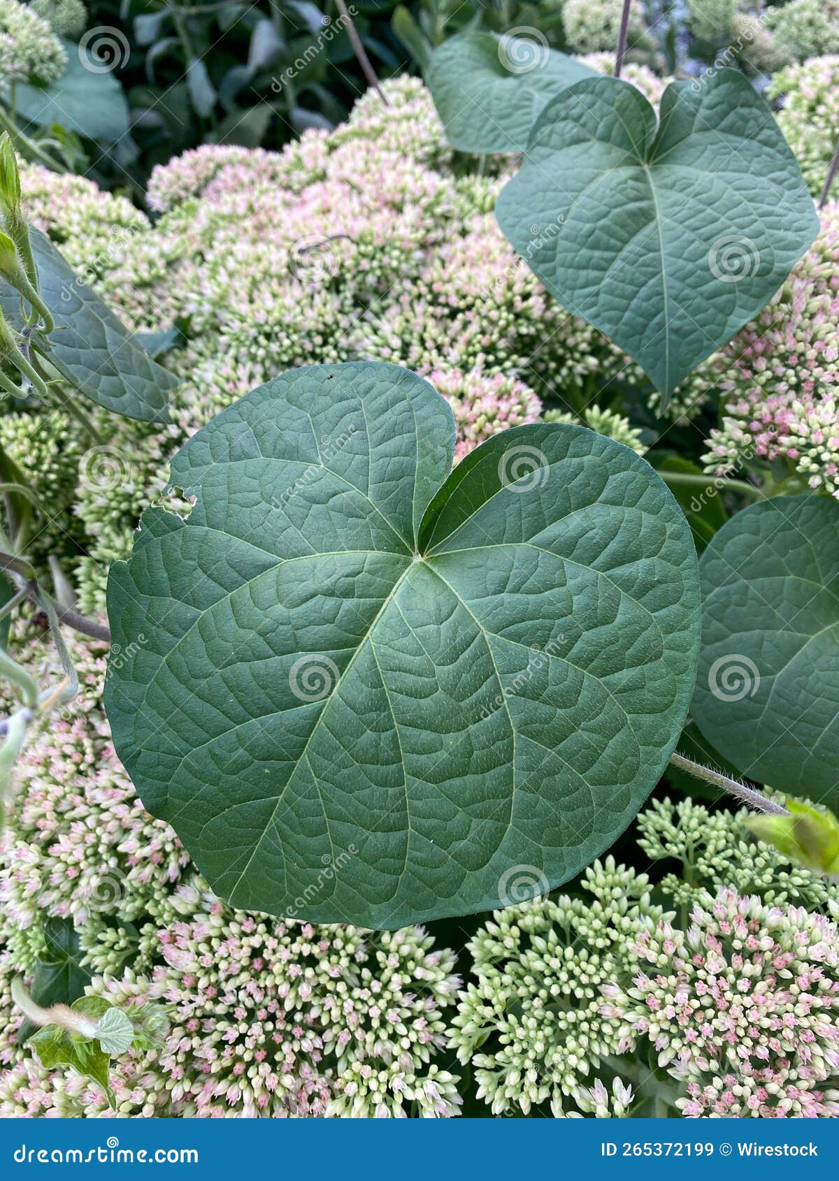 Vertical Shot of a Root Beer Plant Growing in a Garden Stock Image ...