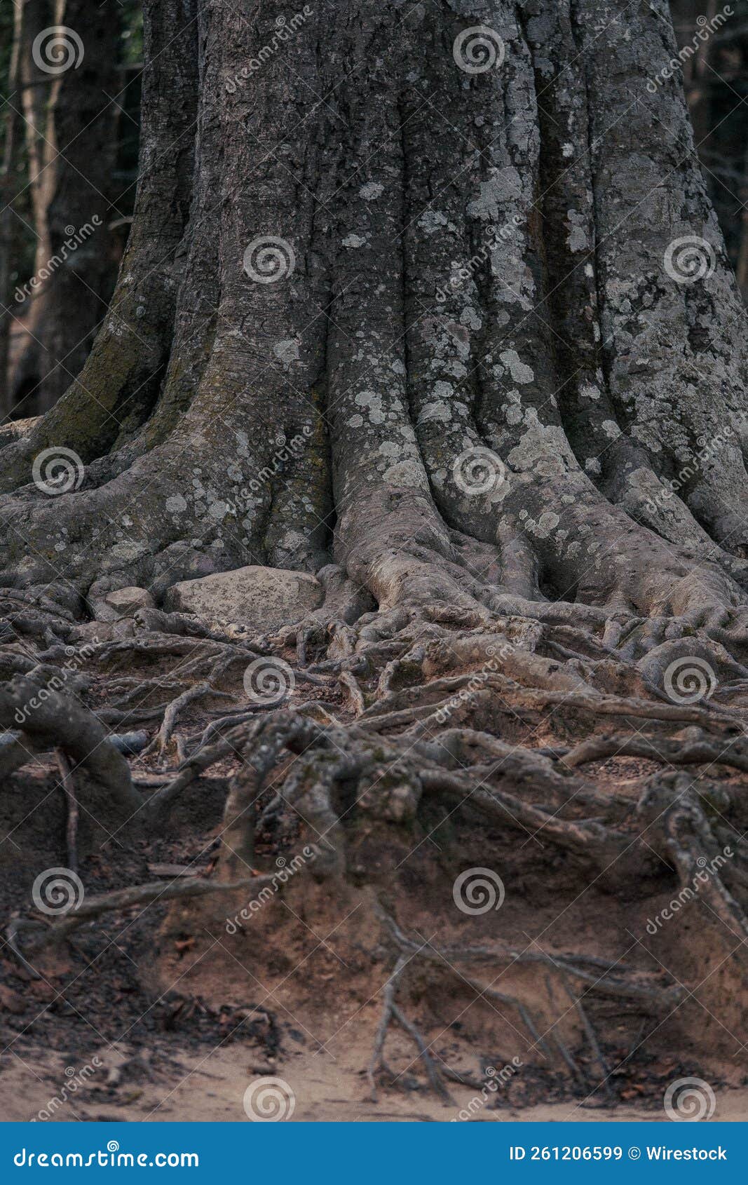 Vertical Shot of the Roots of the Tree Stock Image - Image of roots ...