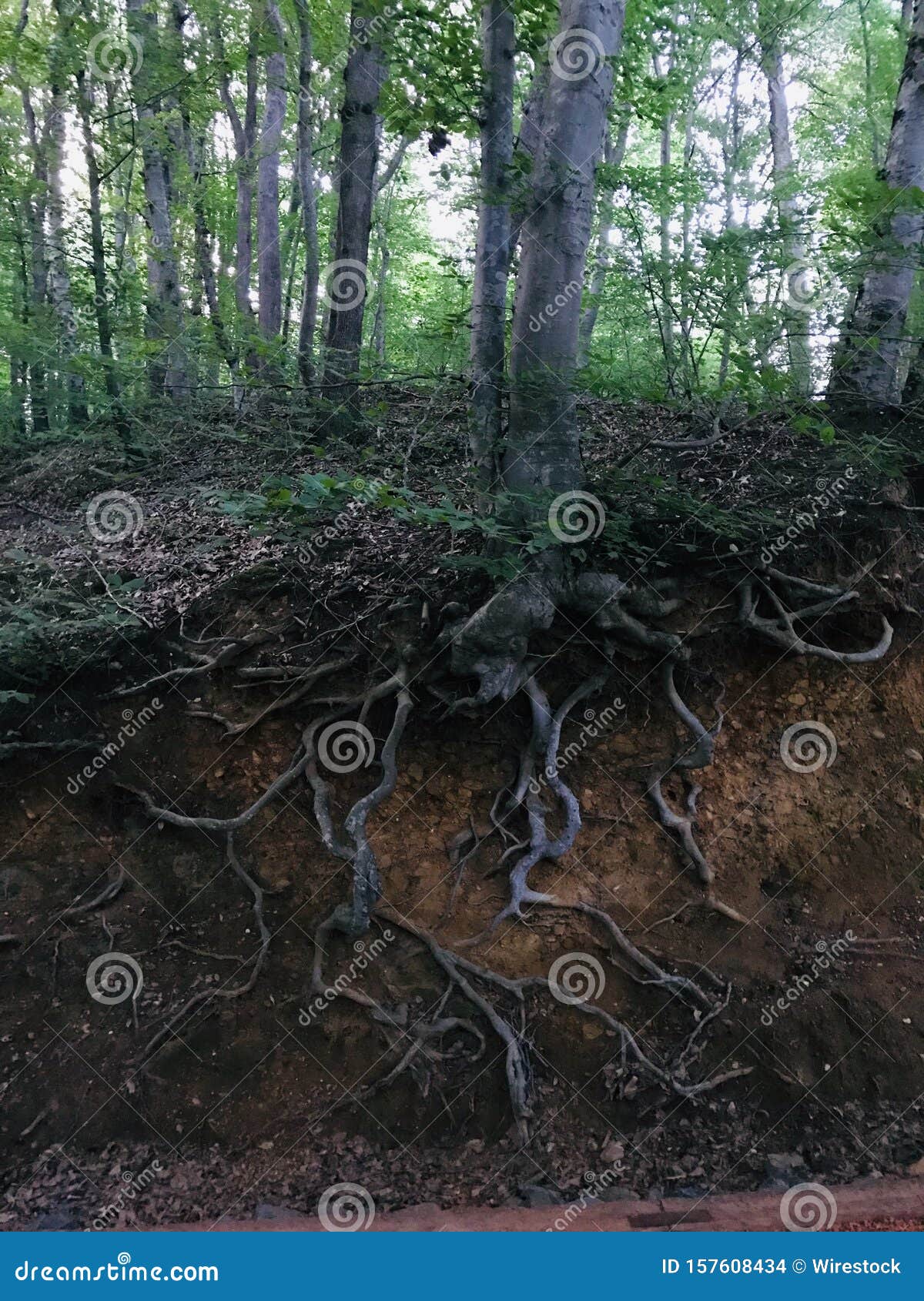 Vertical Shot of the Roots of Trees in a Forest Stock Photo - Image of ...