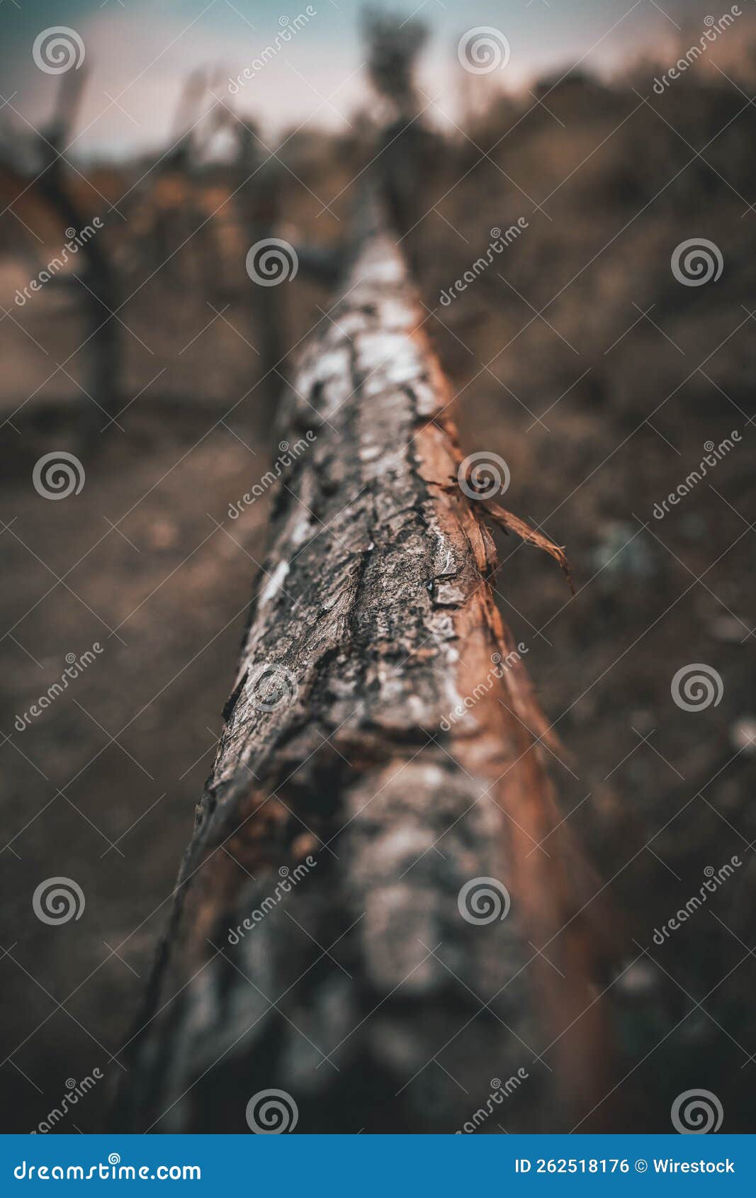 Vertical Shot of a Rotten Long Tree Trunk Stock Photo - Image of ...