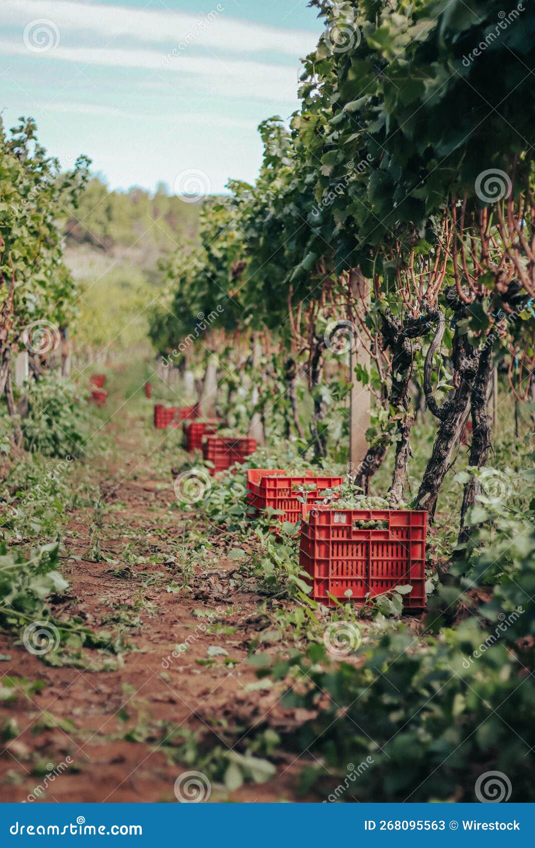 Vertical Shot of Row of Red Boxes Full of Fresh Grapes Under Grapevines ...