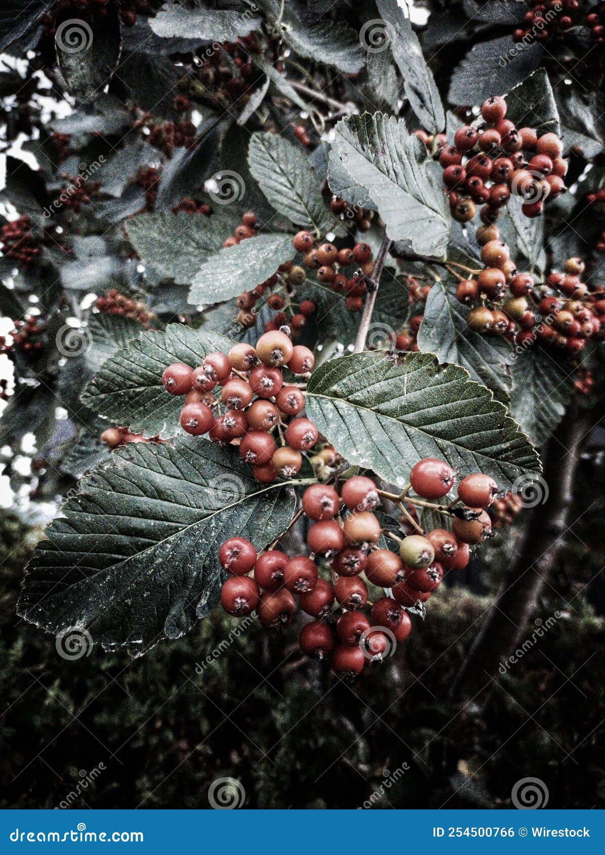 Vertical Shot of Rowan Fruits Hanging from Its Tree Stock Photo - Image ...