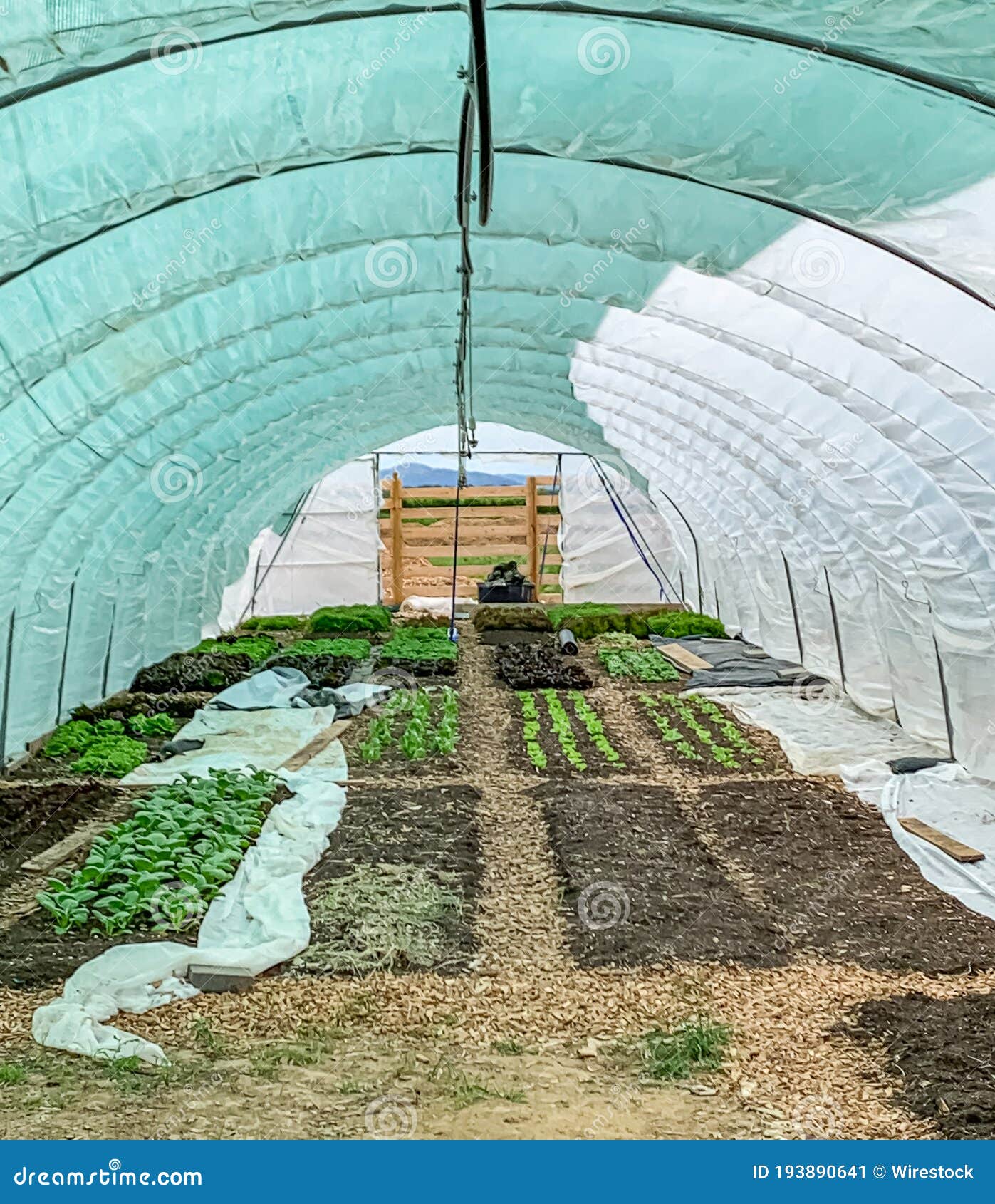 Vertical Shot of the Rows of Young Cabbage Planted in the Greenhouse ...
