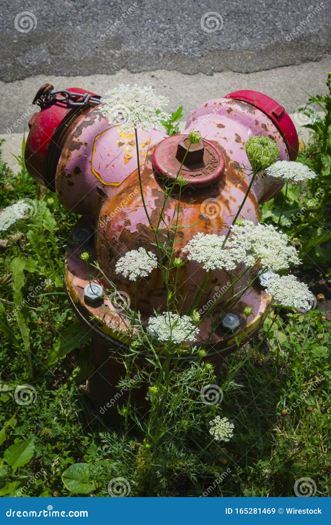 Vertical Shot of a Rusty Fire Hydrant in the Garden Covered with White ...