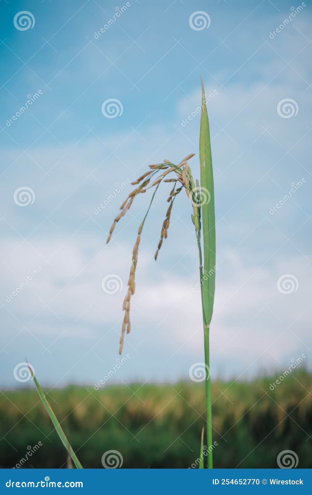 Vertical Shot of a Rye Stem in a Field in Majalengka Regency, West Java ...