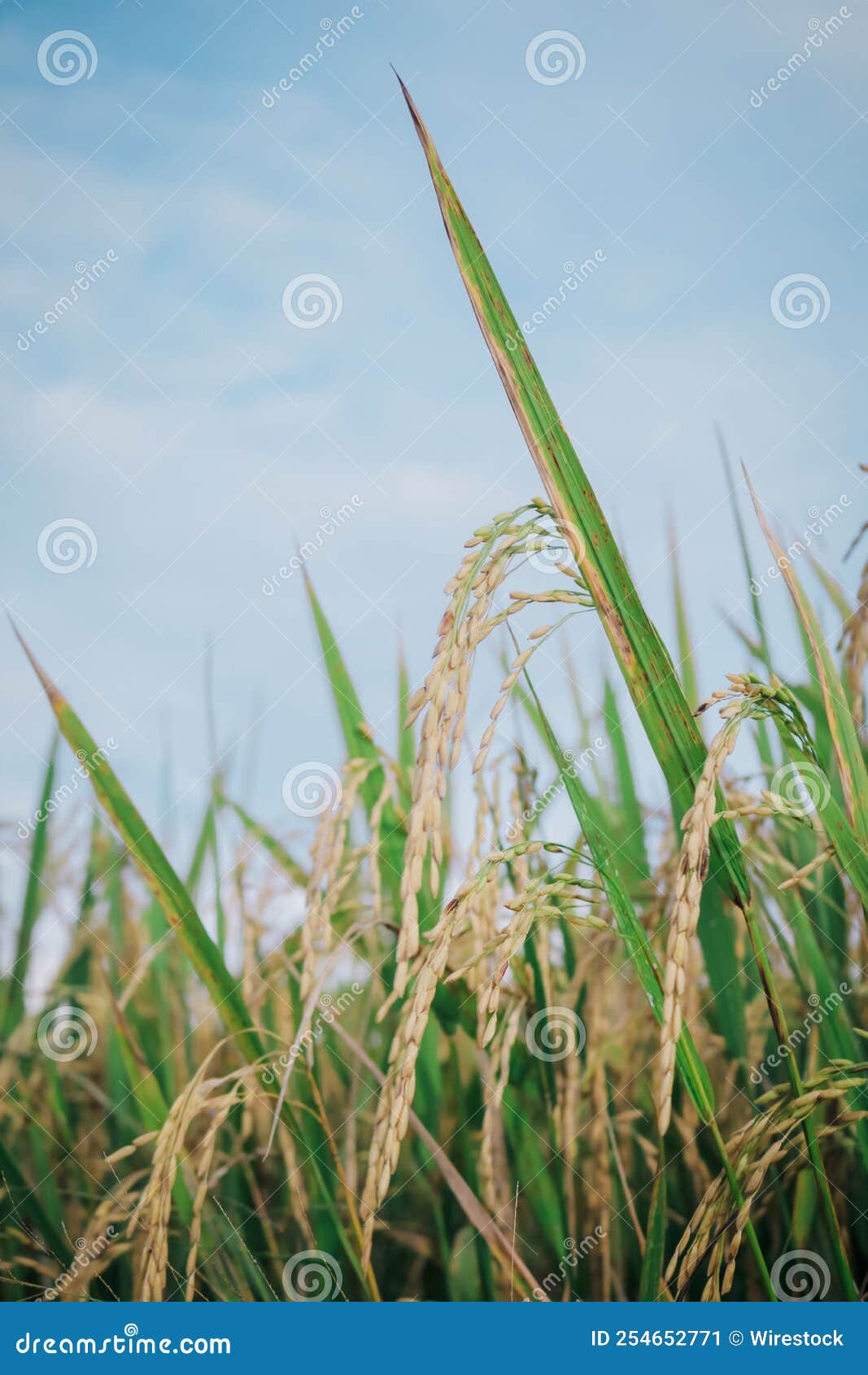 Vertical Shot of a Rye Stem in a Field in Majalengka Regency, West Java ...