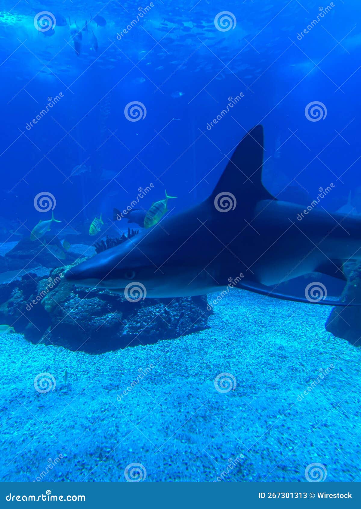Vertical Shot of a Sandbar Shark Swimming Underwater Stock Image ...