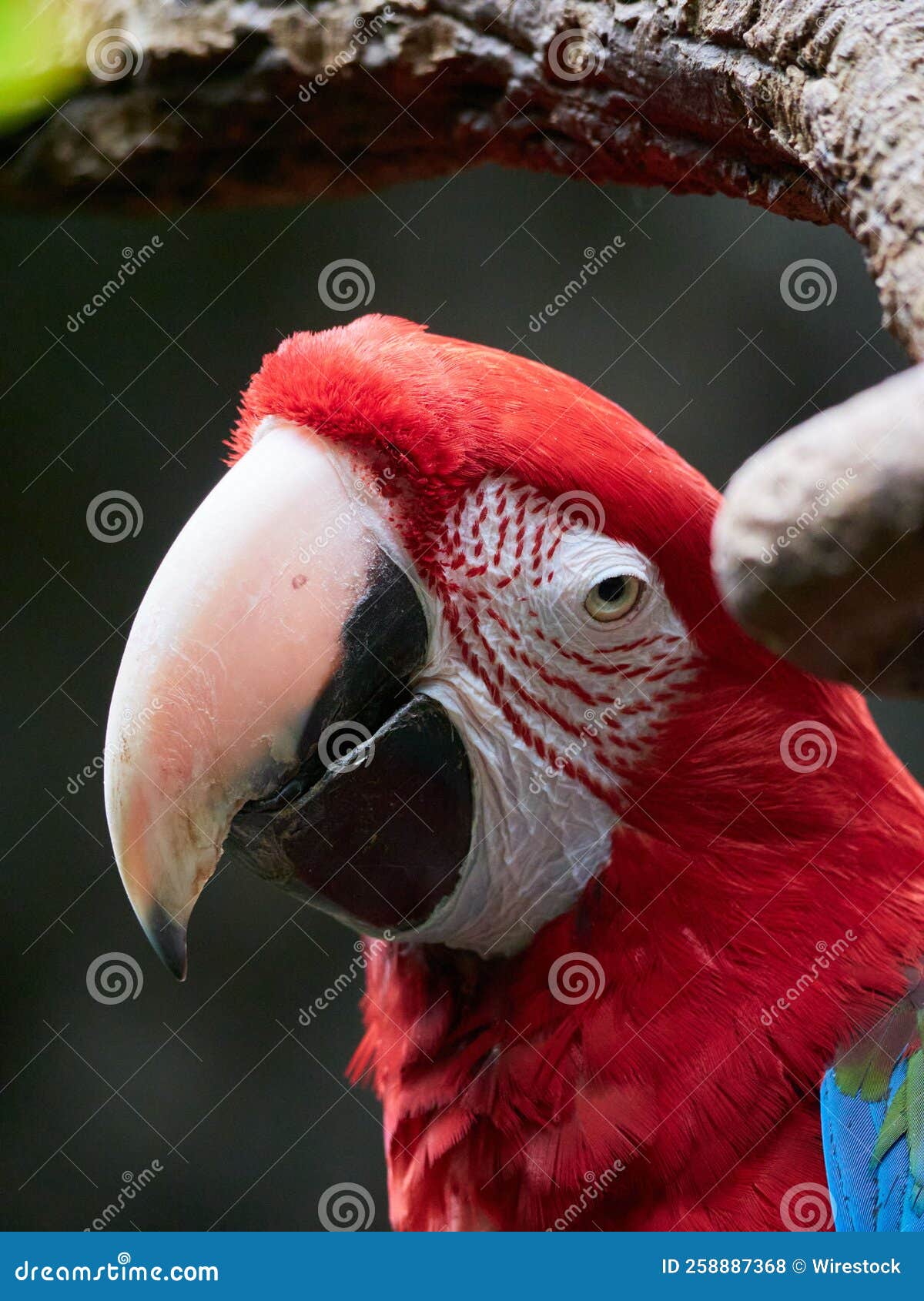Vertical Shot of a Scarlet Macaw on a Tree Stock Photo - Image of ...