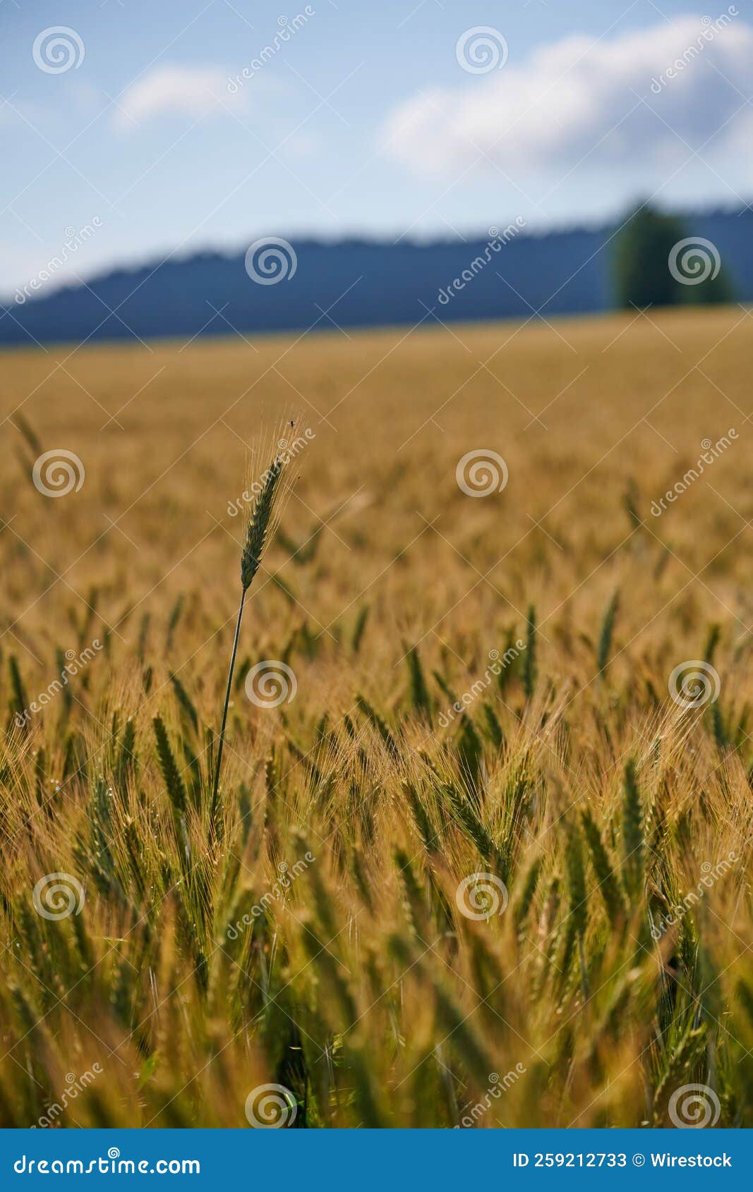 Vertical Shot of a Scenic Wheat Field with a Skyline in the Background ...