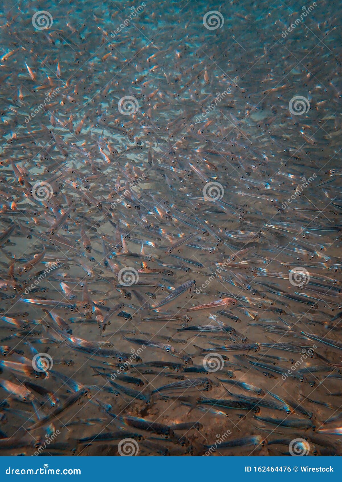 School Of Silver Hottentot Fish Underwater With A Silhouette Of A Diver ...