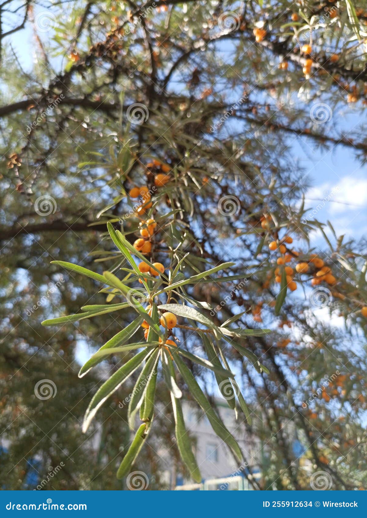 Vertical Shot of Sea Buckthorns Growing on a Tree Stock Photo - Image ...