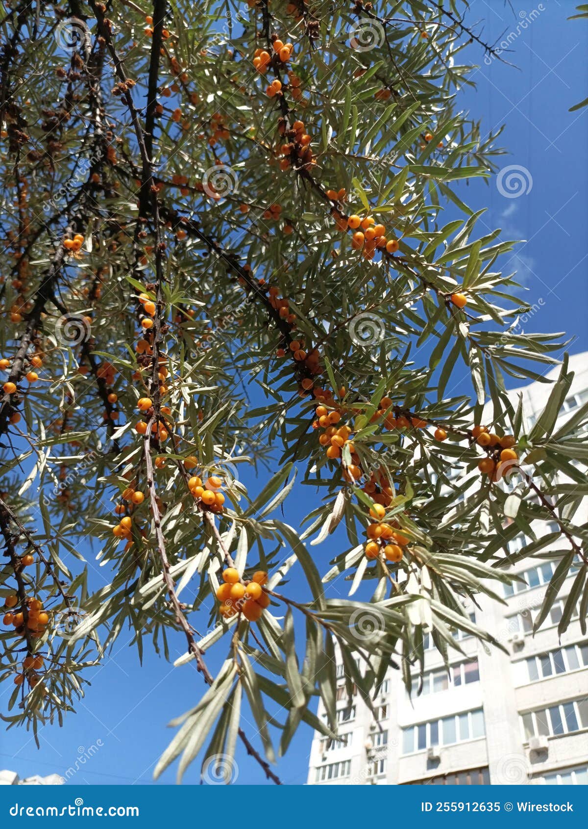 Vertical Shot of Sea Buckthorns Growing on a Tree Stock Image - Image ...
